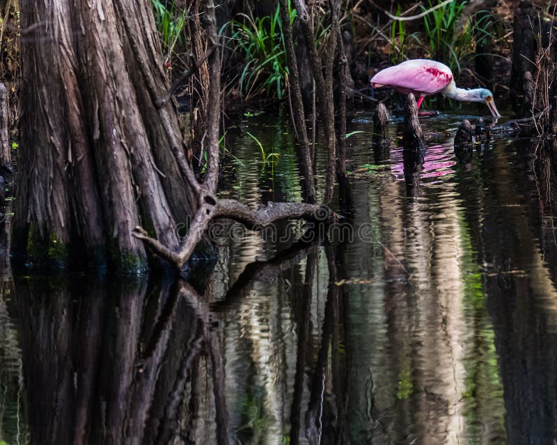A walk in the swamp stock image. Image of roseate, spoonbill - 67011149