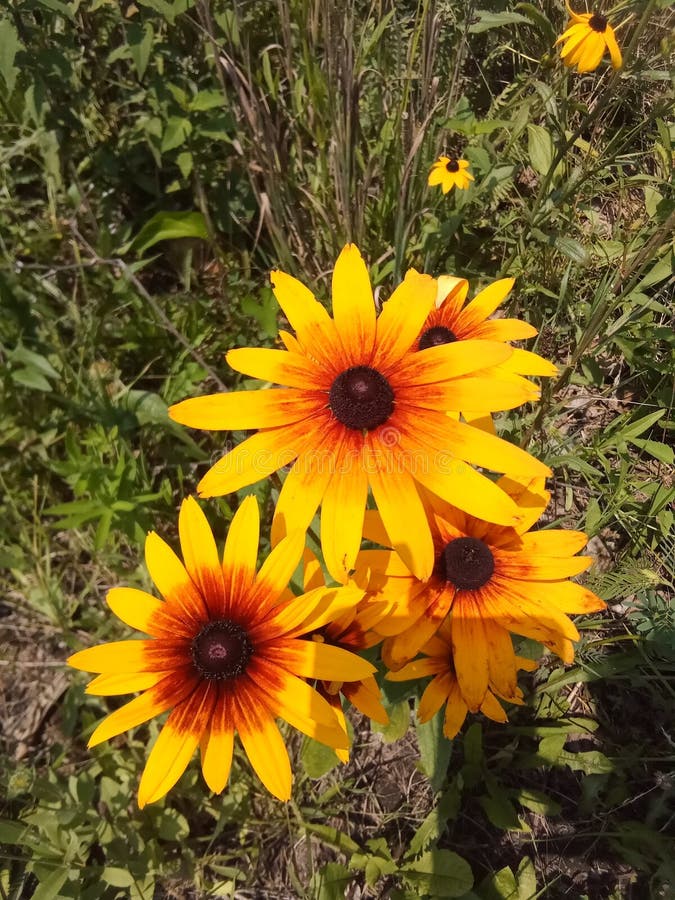 Walk on Thursday in July Beginning Early Stock Image - Image of early ...