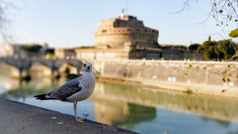A Walk Tibre River, Rome Italy Stock Image - Image of bird, shore ...