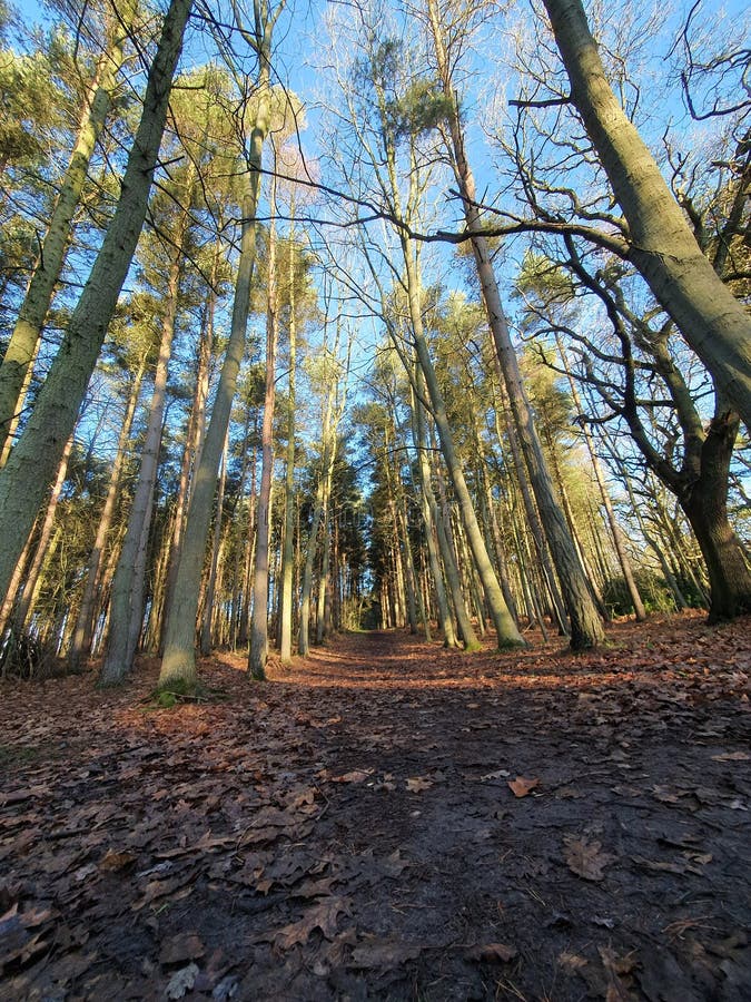 A walk through the trees stock image. Image of blue - 238897601