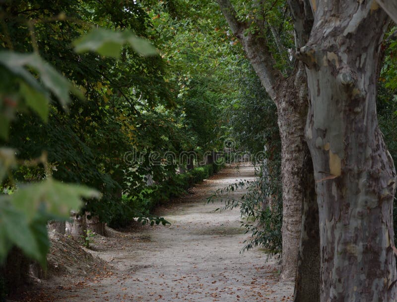 Walk through Trees in the Afternoon Stock Image - Image of plant, path ...