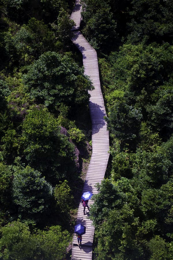 A walk in the Trees stock photo. Image of forest, walking - 49935162