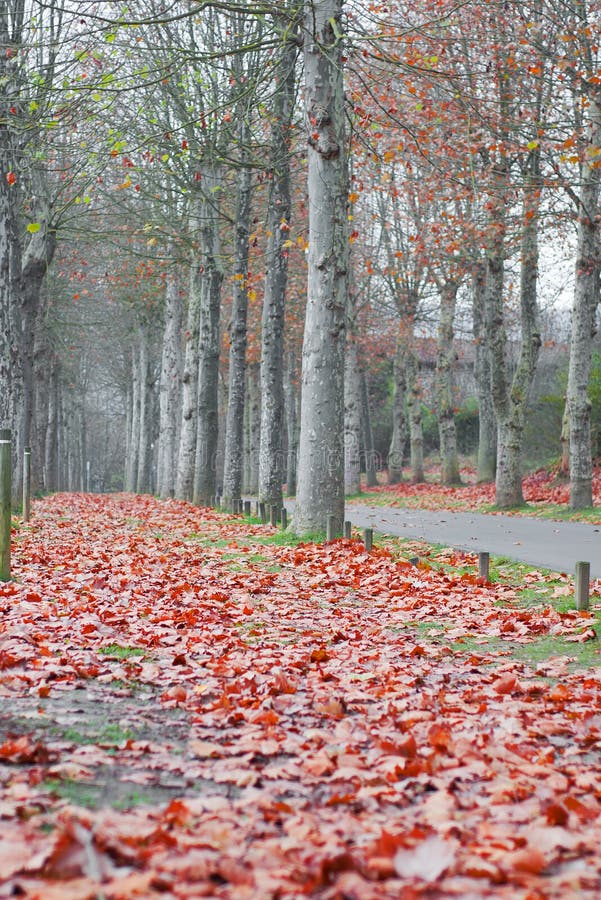 Walk among the Trees and Leaves in Autumn Stock Photo - Image of forest ...