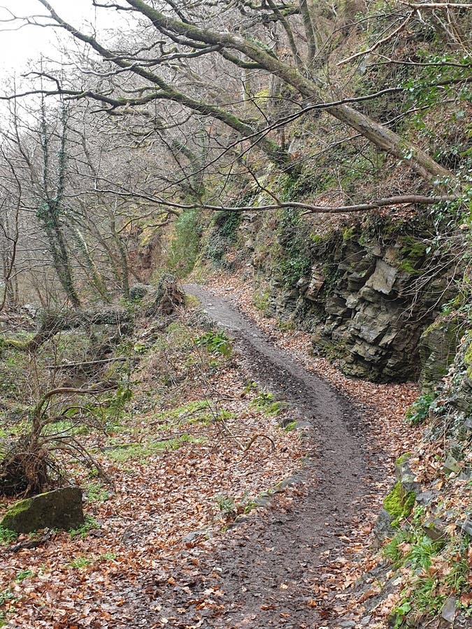 A Walk between Trees with Leaves on the Ground Stock Photo - Image of ...