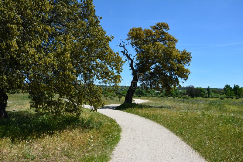 Walk among trees stock image. Image of plant, wooden - 50473709