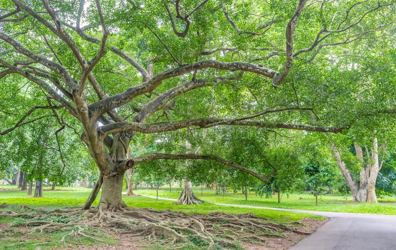 The shady tree stock image. Image of house, hanging, building - 83925987