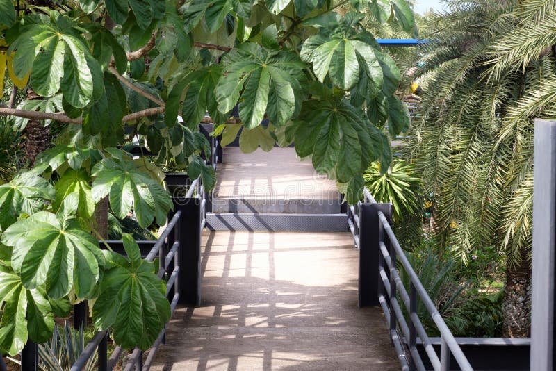 Walk under the tree stock image. Image of green, tropical - 75070465