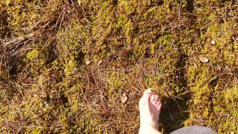 Walk on the Unsteady Soil of the Swamp. Stock Video - Video of marsh ...