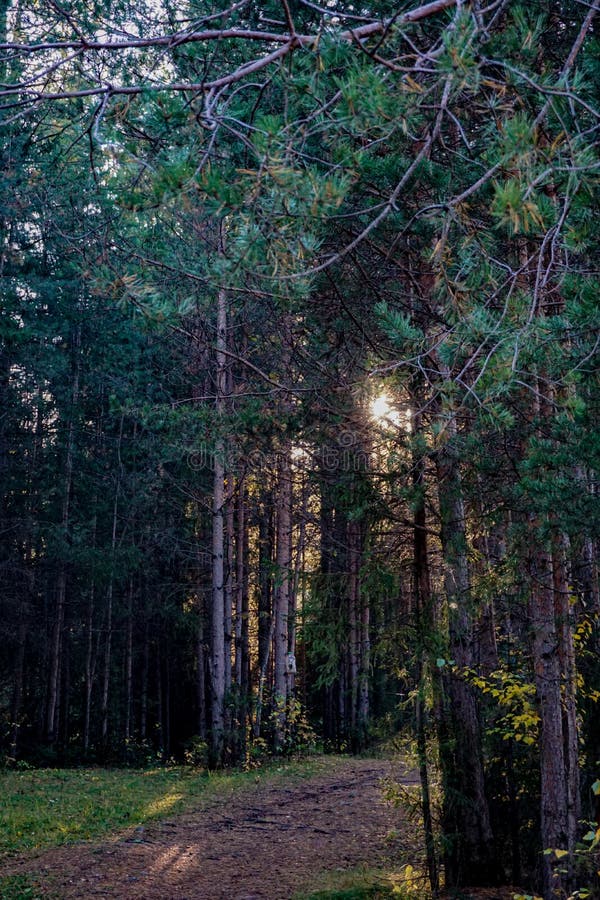 Walk through the Ural Forest. the Rays of the Sun Break through the ...