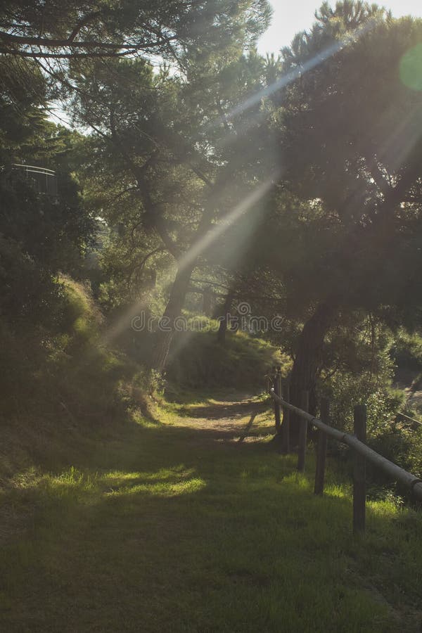 Walk-in View of Path with Sun Rays in the Forest Stock Image - Image of ...