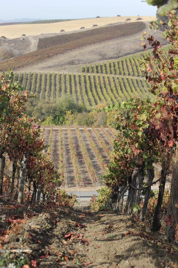 A Walk in the Vineyards. stock photo. Image of vine, leaves - 90728830