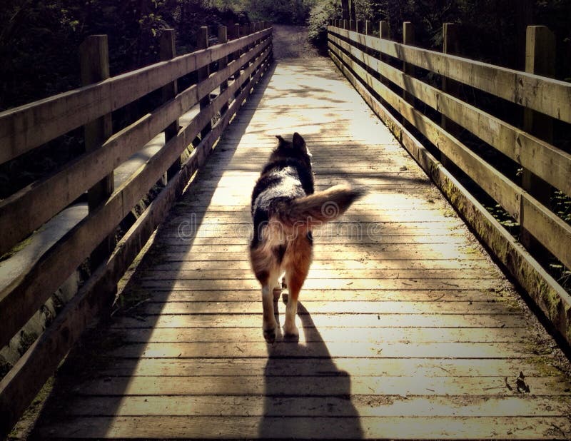 On a walk stock photo. Image of canine, puppy, scenic - 52817462