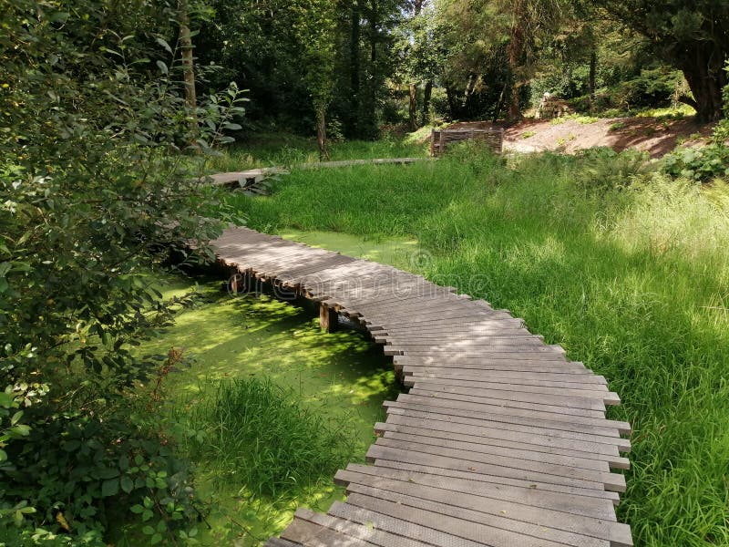 Water Path with Tress Aside Stock Photo - Image of wallpaper, belgium ...