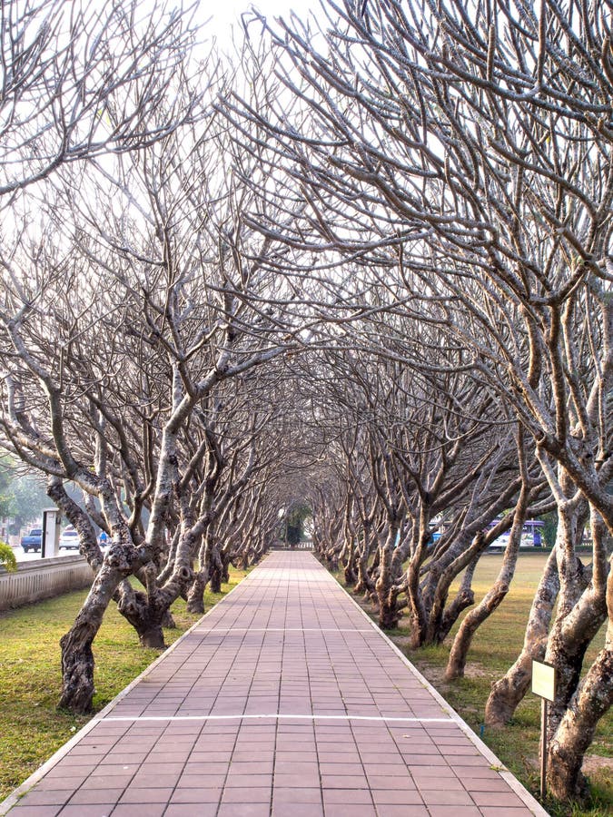 Walk Way Beneath Leaf less Tree Stock Photo - Image of leaf, travel ...