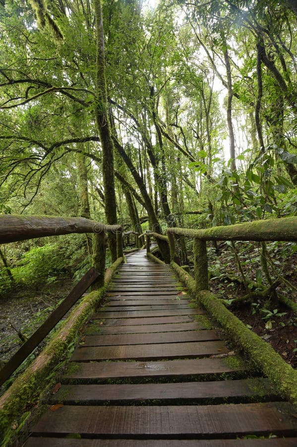 The walk way stock image. Image of environment, fresh - 142901149