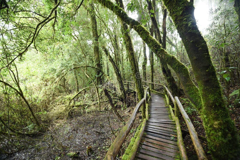 The Walk Way in the Deep Forest Stock Image - Image of petal, beauty ...