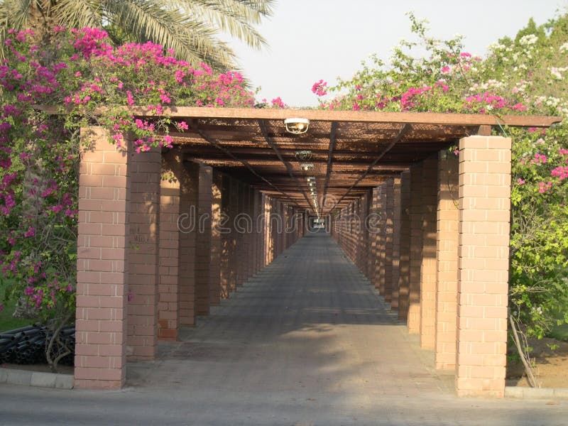 Walk way through flowers stock photo. Image of evening, nature - 9414