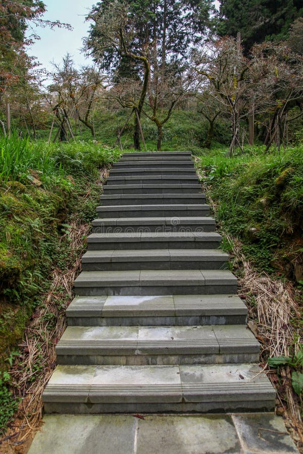 The Walk Way in Forest at Taiwan. Stock Photo - Image of field, flower ...