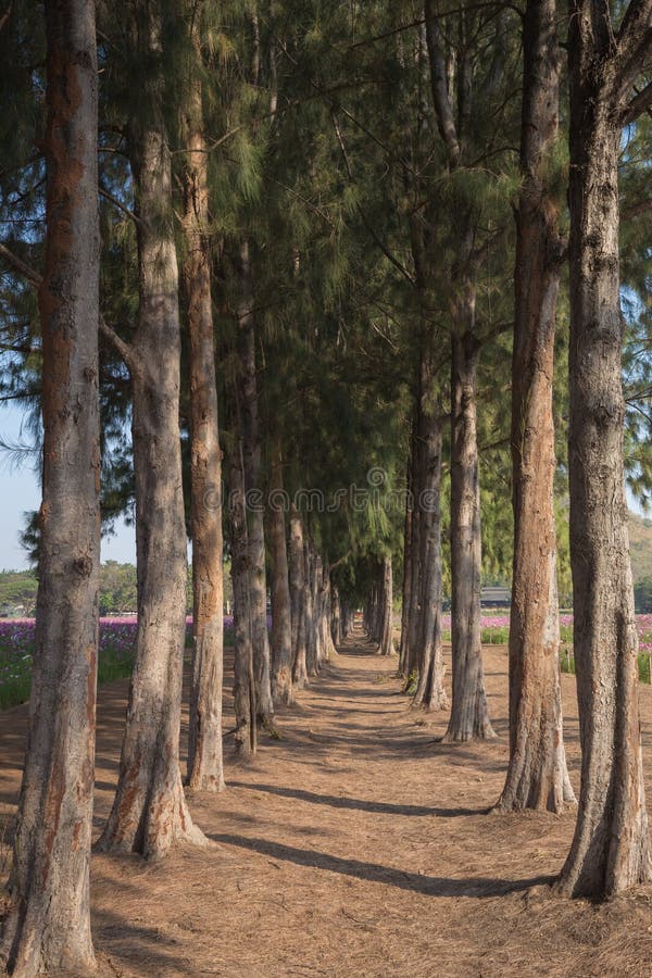 Walk way inside pine tree stock photo. Image of summer - 64866216