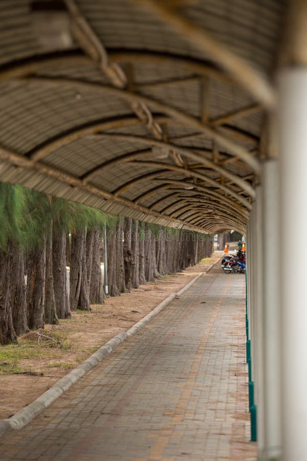 Walk way stock image. Image of leaves, natural, fresh - 56404615