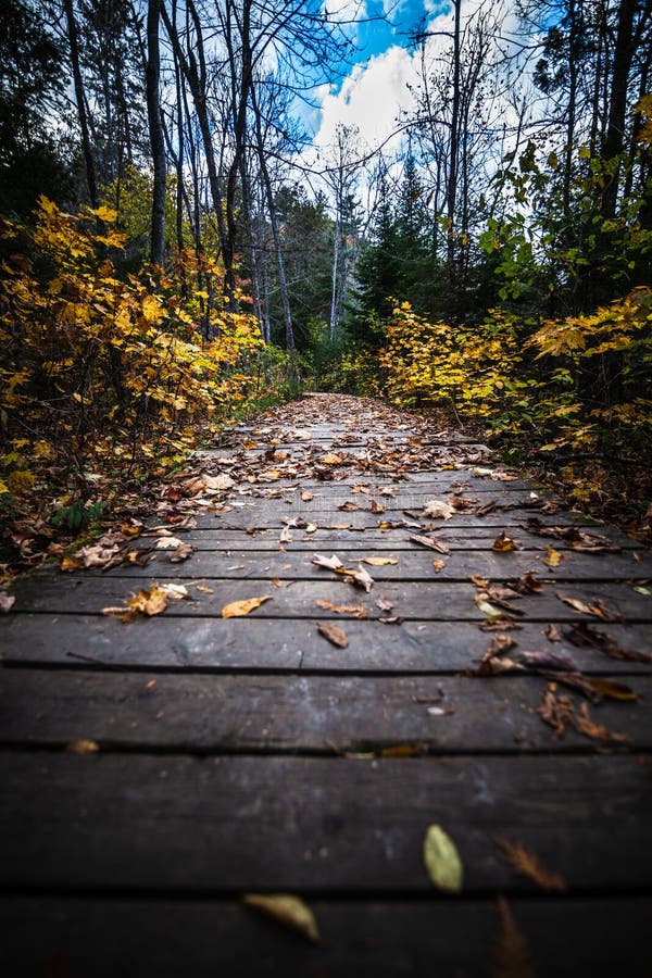Walk this way stock image. Image of area, ragged, mysticalnature ...
