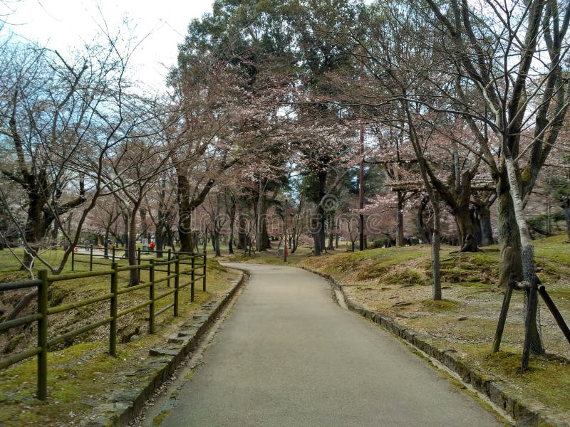 A Walk Way at the Park on Spring Stock Image - Image of flower, autumn ...