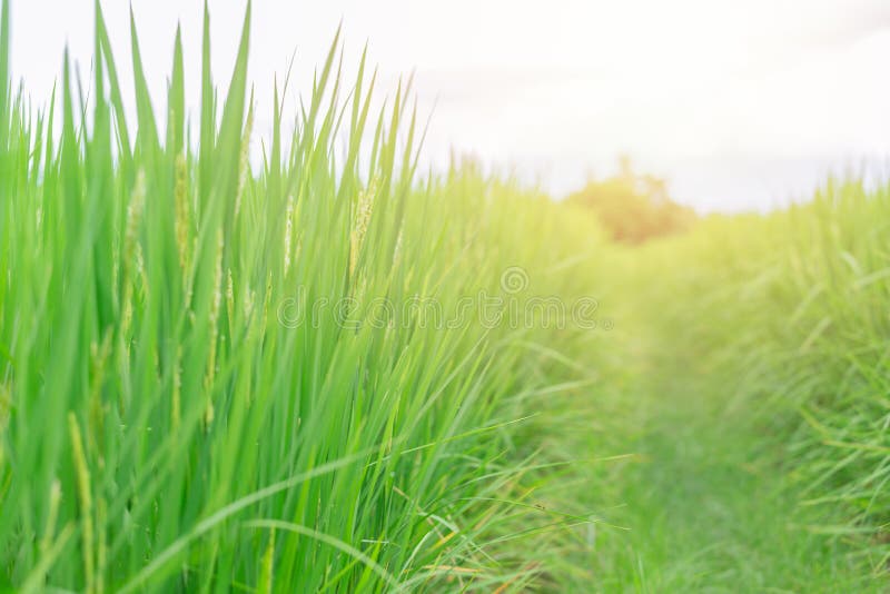 Rice Green Grass Field Path Way with Sun Light Stock Image - Image of ...