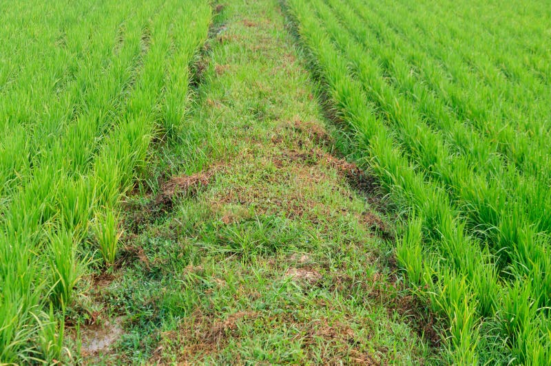 Walk way and rice farm stock photo. Image of organic - 39083360