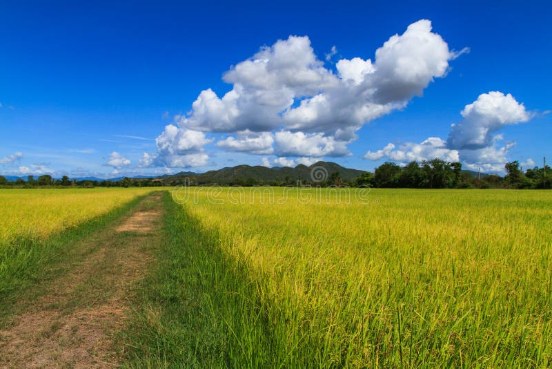 Walk Way in Side the Rice Field Stock Photo - Image of asian, farmer ...