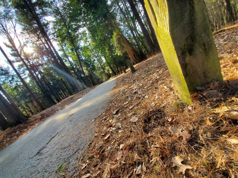 Walk Way To the Bottom of Green Stock Photo - Image of wilderness, road ...
