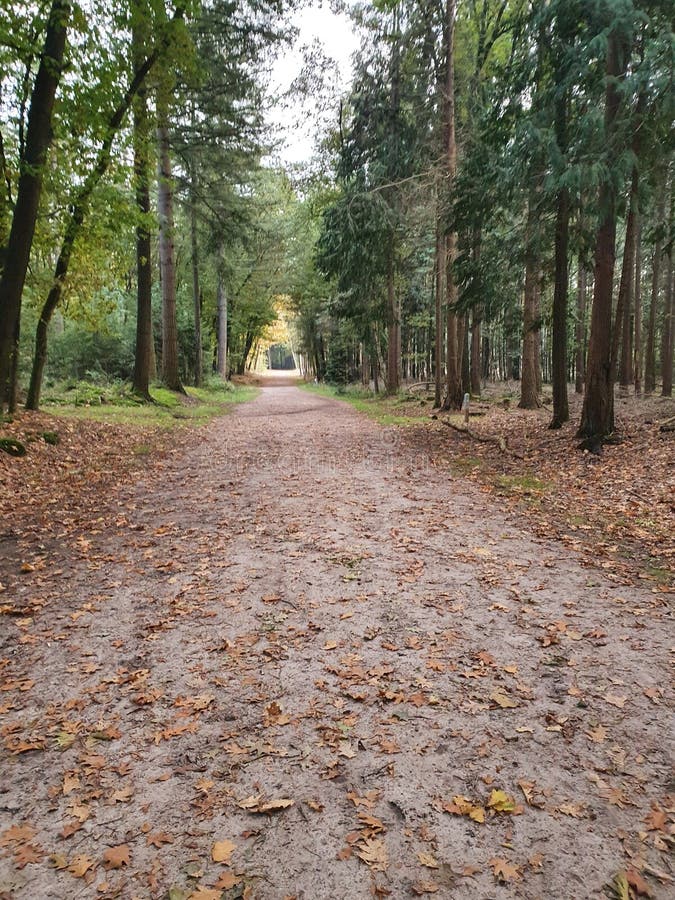 Walk on this Wide Path in the Woods Stock Image - Image of woods ...