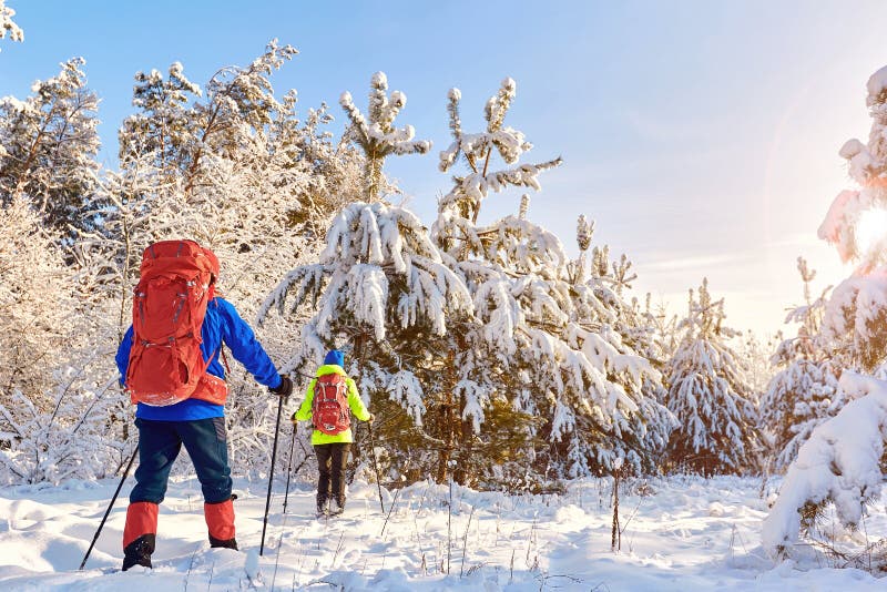 Walk through the Winter Forest with a Backpack and Tent Stock Image ...