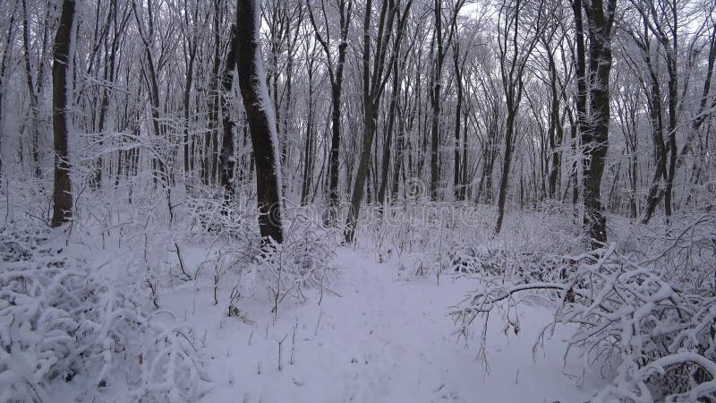 Walk through the Winter Forest. the Snow Crunches Underfoot Stock ...