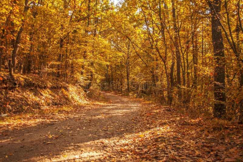 Walk in the Woods stock photo. Image of peace, birds - 63257342