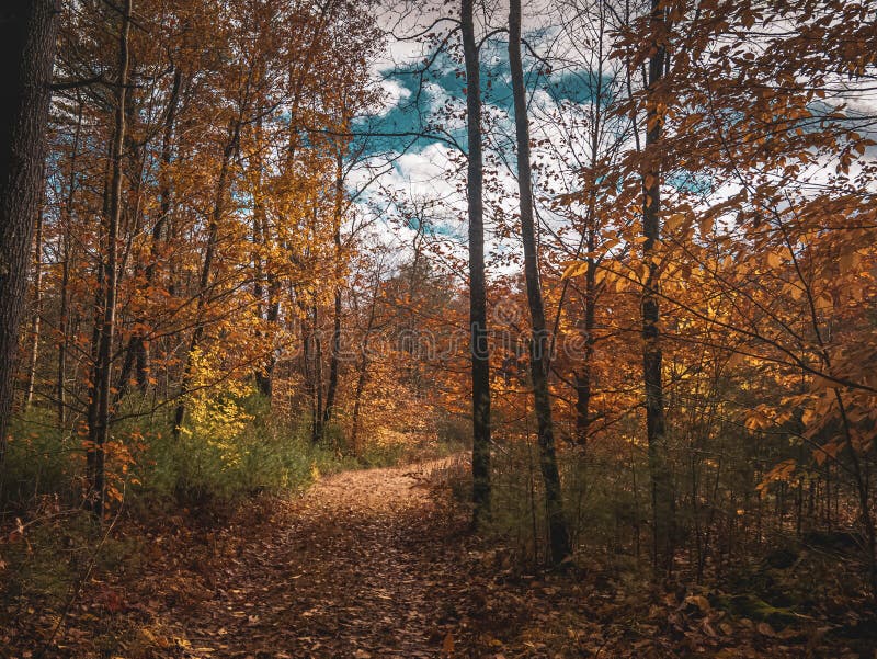 Walk through the Woods in the Fall. Stock Image - Image of england ...