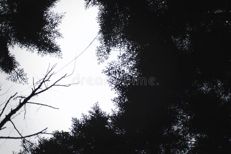 Look from Below from the Wood on the Sky Stock Photo - Image of autumn ...