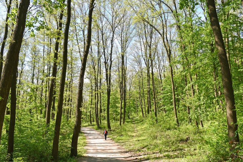 A Walk Through The Woods In The Spring Stock Photo - Image of petalsn ...