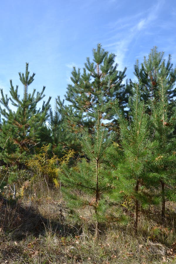 Walk through a Young Pine Forest, Pick Mushrooms Stock Image - Image of ...
