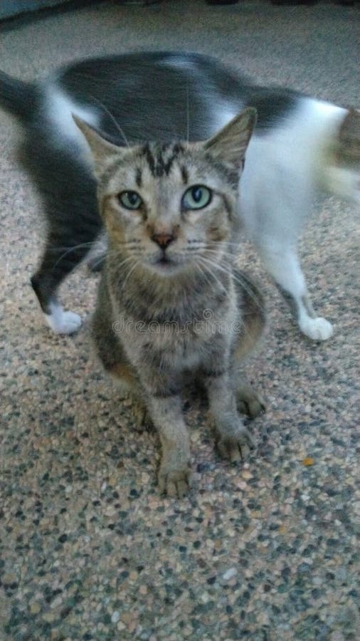 A Walked Away White-black Cat and a Confused Cat Stock Image - Image of ...