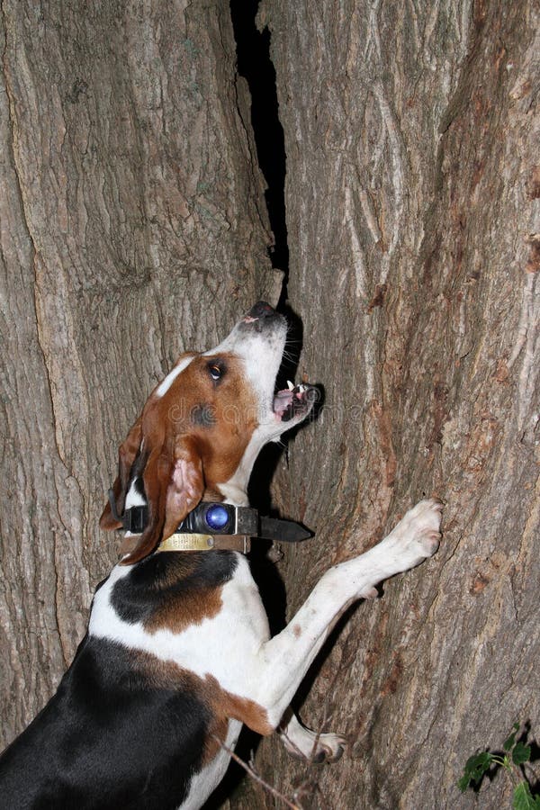 Walker Coon Hound Baying at Tree Stock Image - Image of wild, outdoors ...