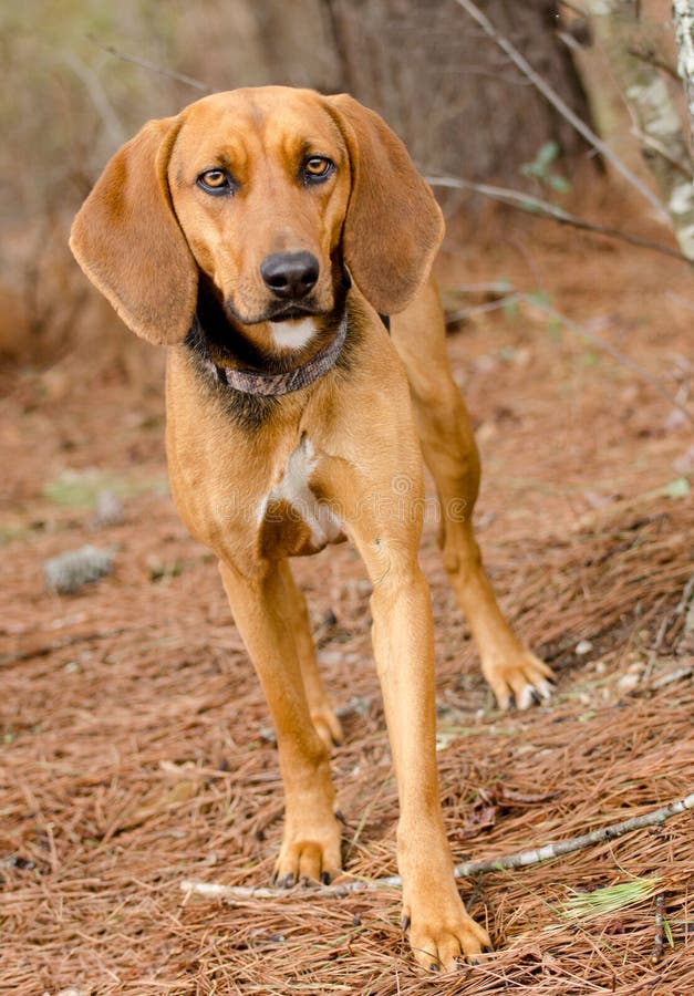 Walker Hound Foxhound Misturou O Cão Da Raça Imagem de Stock - Imagem ...