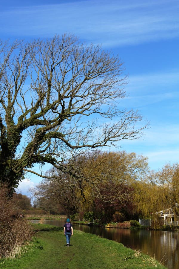 Walker and Tree by Lancaster Canal at Galgate Stock Photo - Image of ...