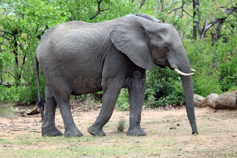 151 African Elephant Distance Stock Photos - Free & Royalty-Free Stock ...