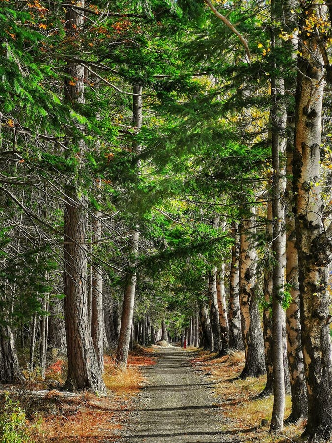 A Walking Alley in a Conifer Forest Stock Image - Image of woodland ...