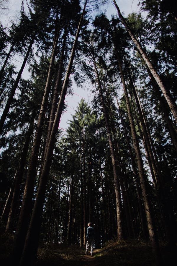 Walking Alone in the Forest Stock Image - Image of forest, wald: 93793981