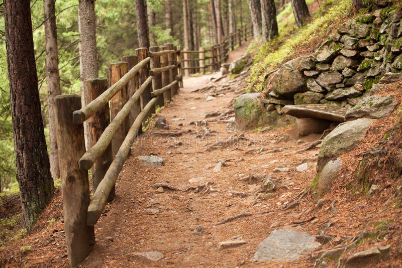 Walking Alone in the Forest Stock Photo - Image of woods, forest: 49349644
