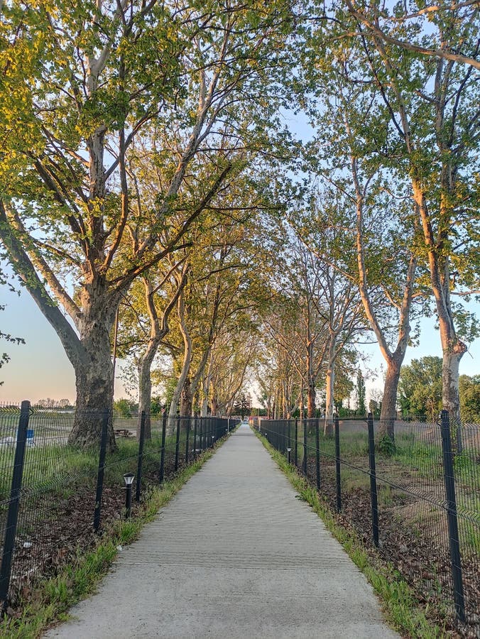 Walking Along the Concrete Path through the Tree Line at Sunset Stock ...