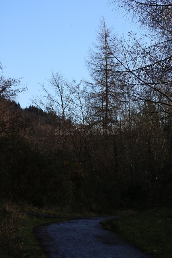 Winter Trees in the Cynon Valley Stock Image - Image of winter, vall ...