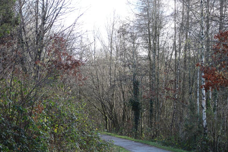 Winter Trees in the Cynon Valley Stock Image - Image of winter, alon ...