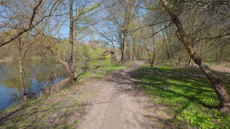 Walking Along a Spring Forest Path Along the River. Fresh Greenery on ...